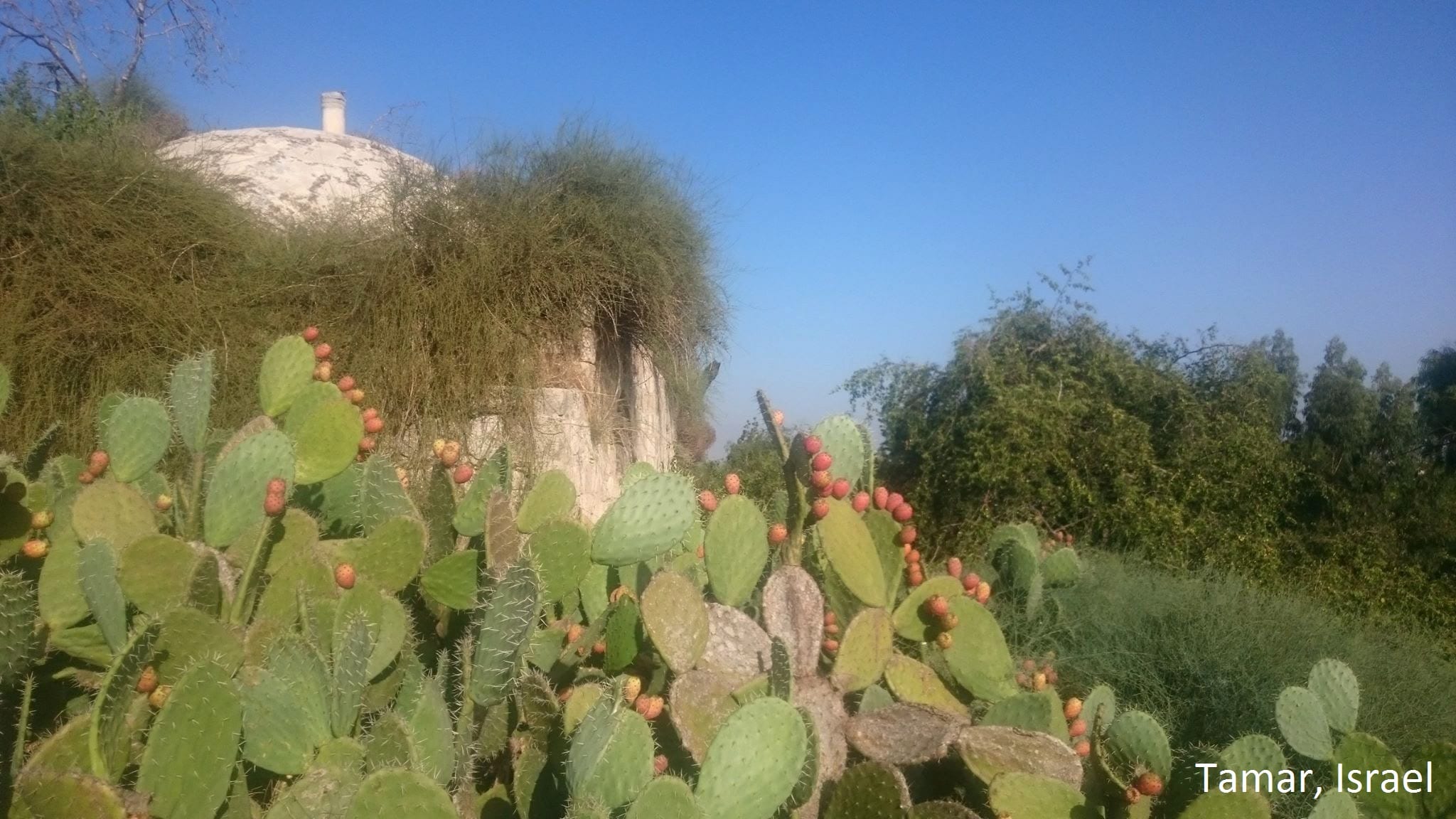 Tamar, Israel - YaLa Press